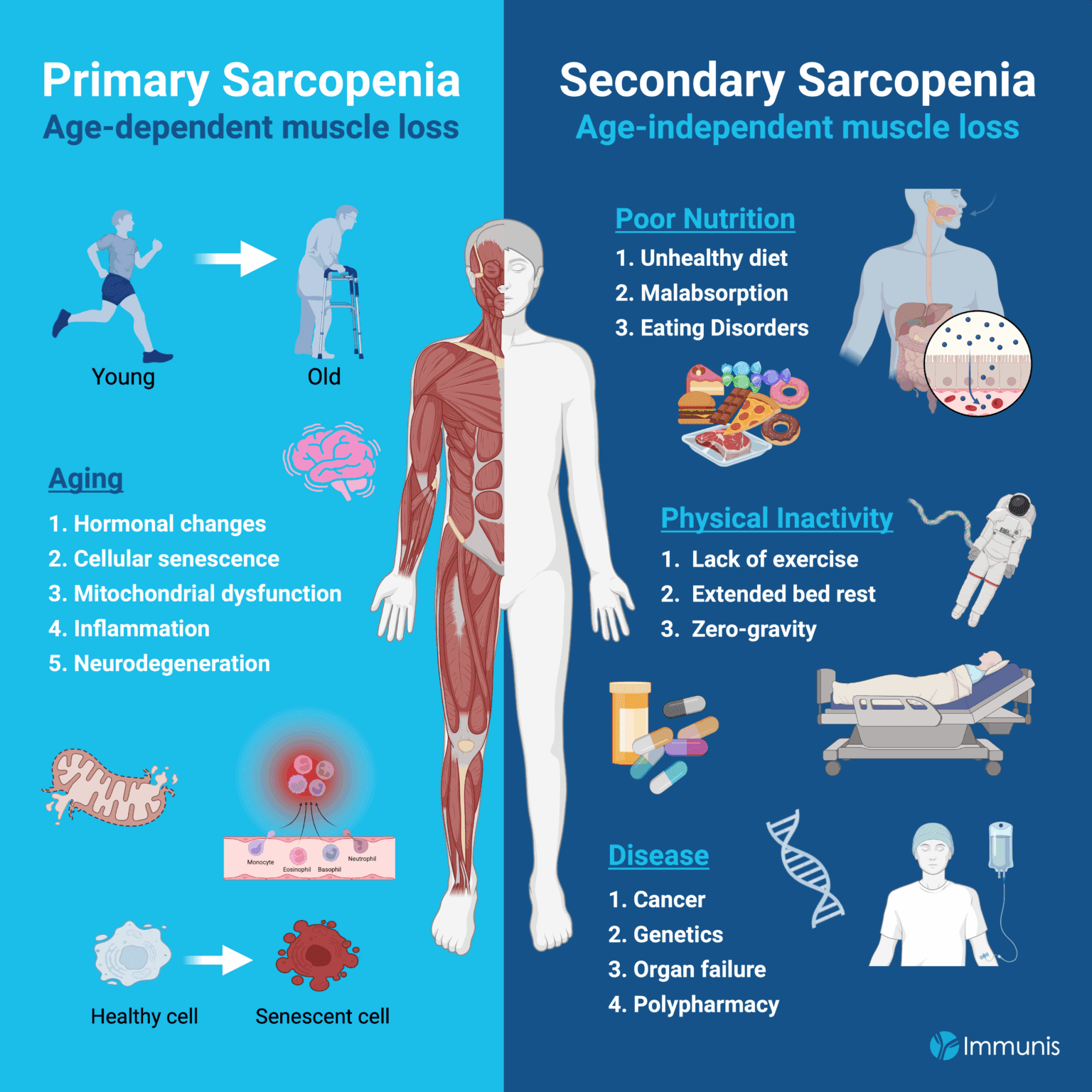 Clinical Trials for Age-Related Muscle Atrophy